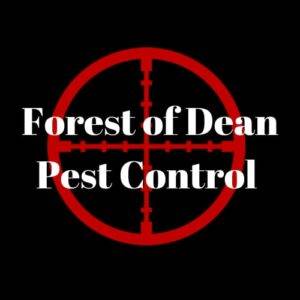 Effective Bed Bugs Control Strategies in the Forest of Dean